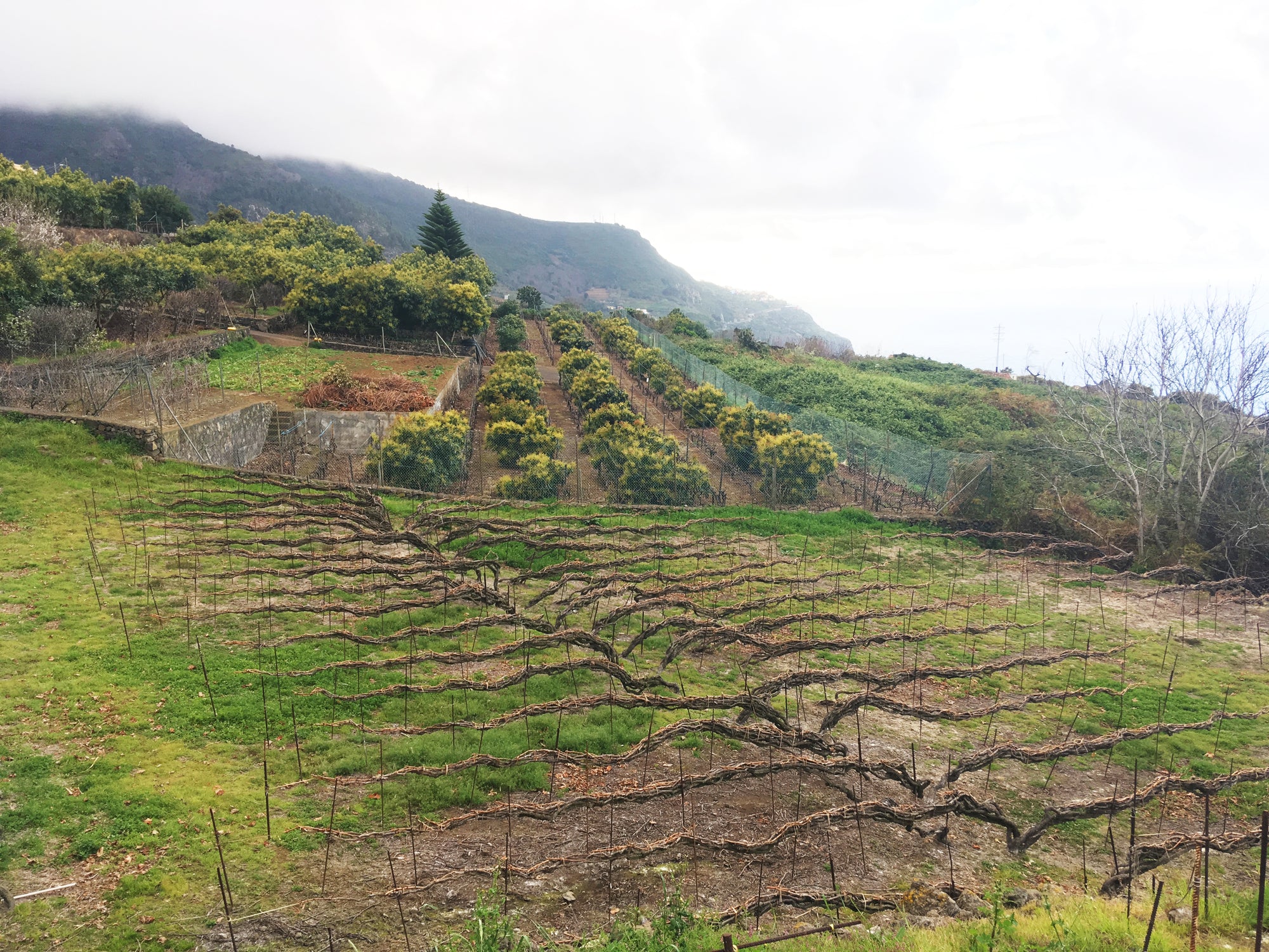 Envínate: The Innovative Winemaking Collective Defining 'New Spain ...